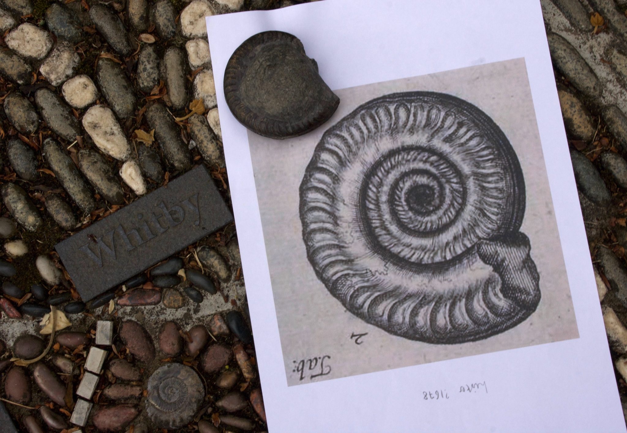 Mary Anning Rocks Yorkshire’s Jurassic World! – FossilHub
